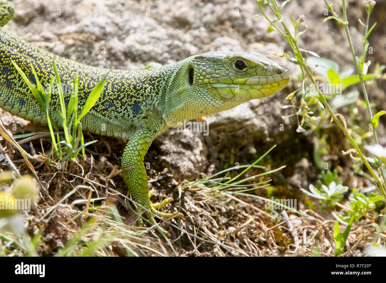 Ocellated Lizard (also known as Eyed Lizard or Jewelled Lizard, Timon ...