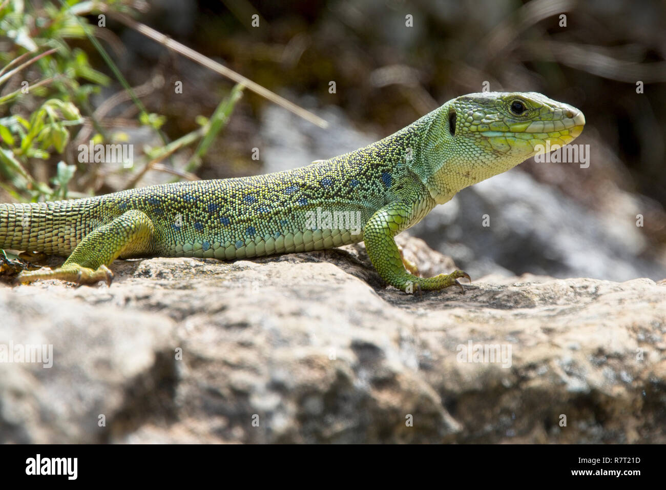 Iucn listed hi-res stock photography and images - Alamy