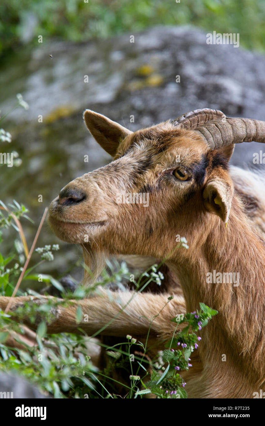Browsing goat hi-res stock photography and images - Alamy