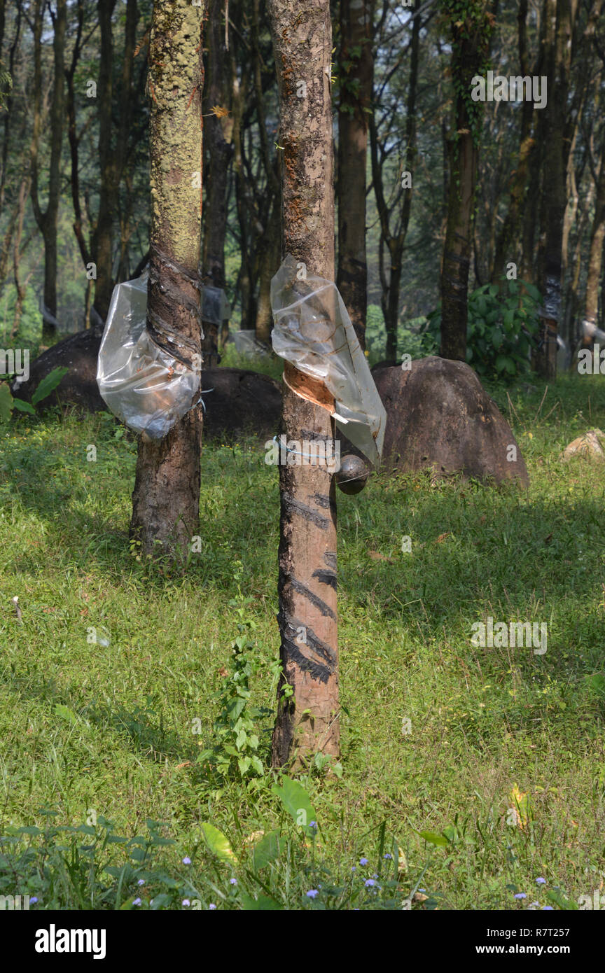 Incised rubber tree hi-res stock photography and images - Alamy