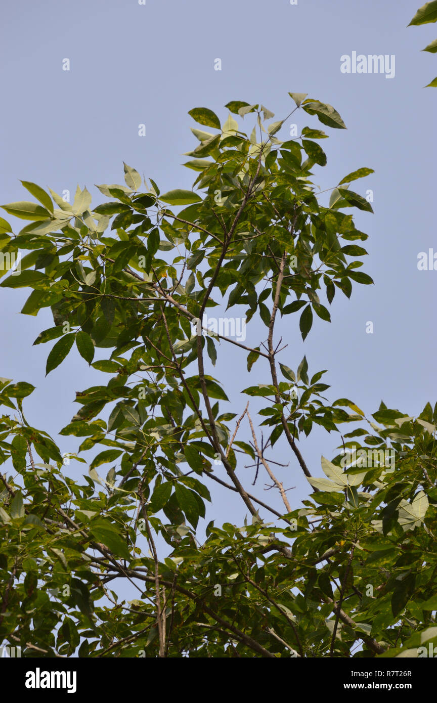 Hevea brasiliensis or Rubber tree leaves at Kumani in Chapramari ...