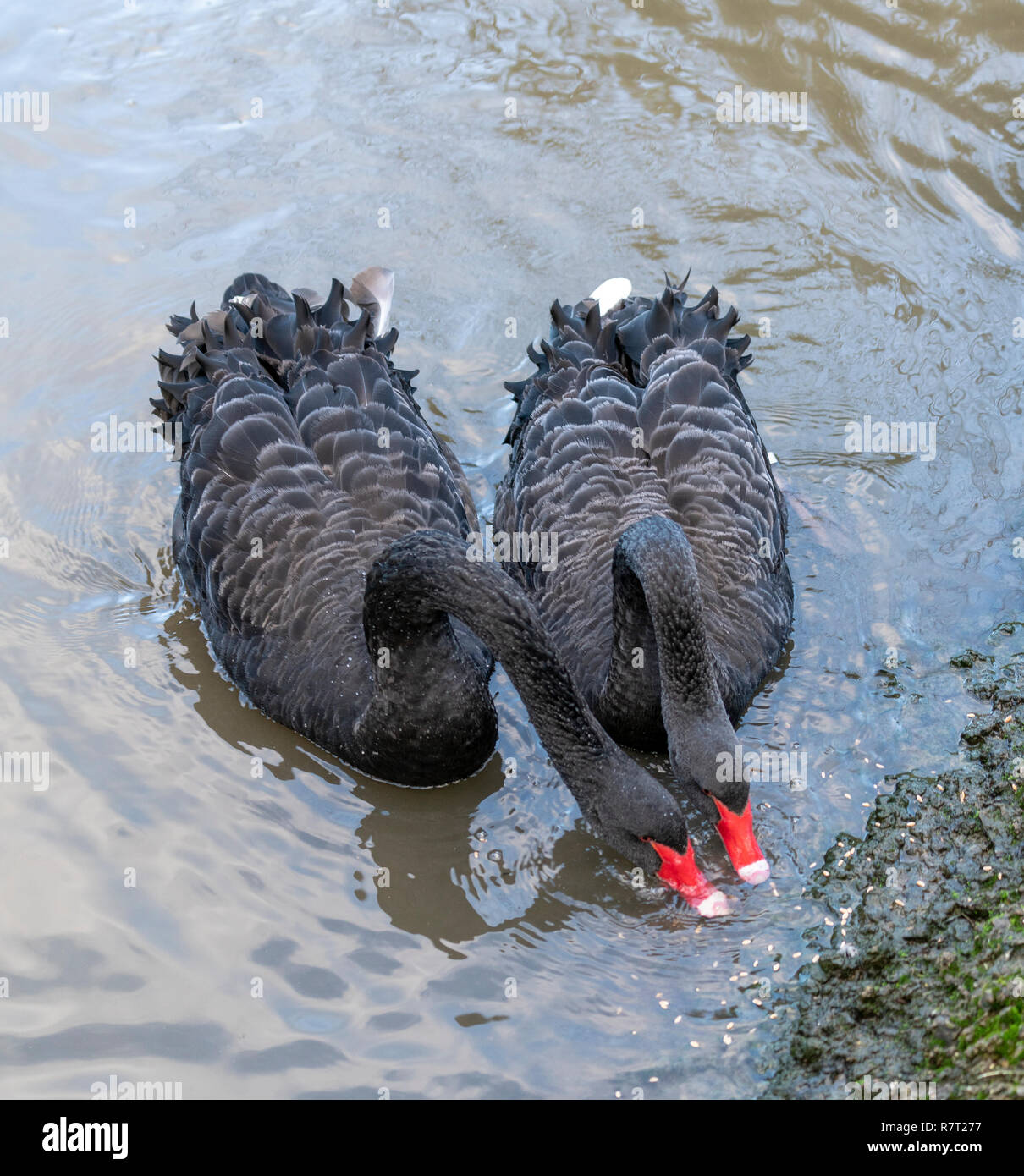 A visit to Slimbridge Wildfowl and Wetlands Reserve in Gloucestershire ...