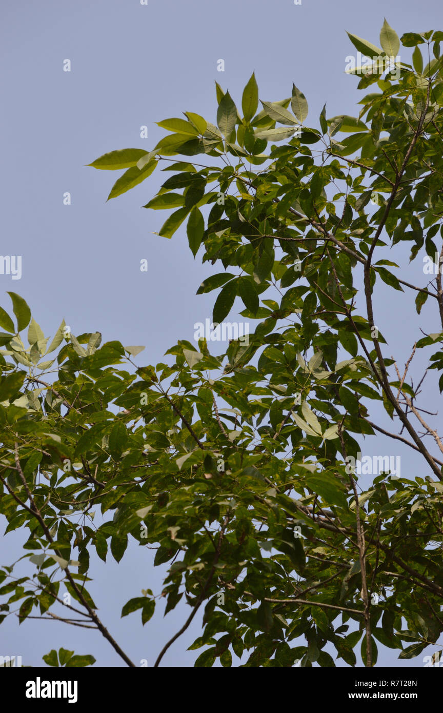 Hevea brasiliensis or Rubber tree leaves at Kumani in Chapramari ...