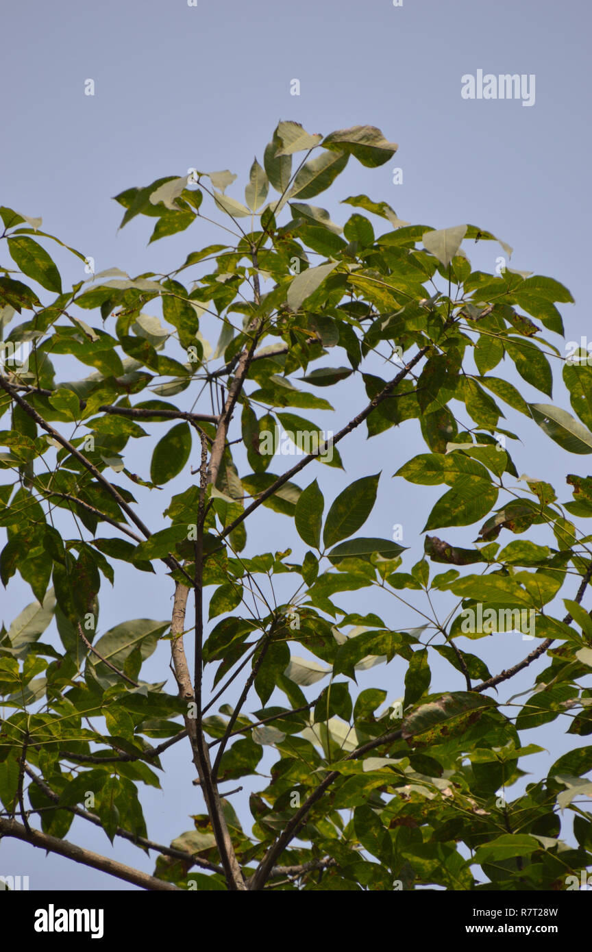 Hevea brasiliensis or Rubber tree leaves at Kumani in Chapramari ...