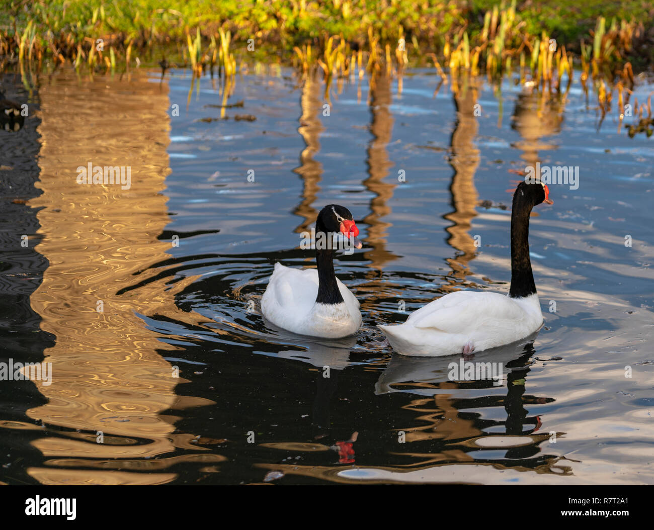 Black necked swans at Slimbridge Wildfowl and Wetlands Reserve in ...