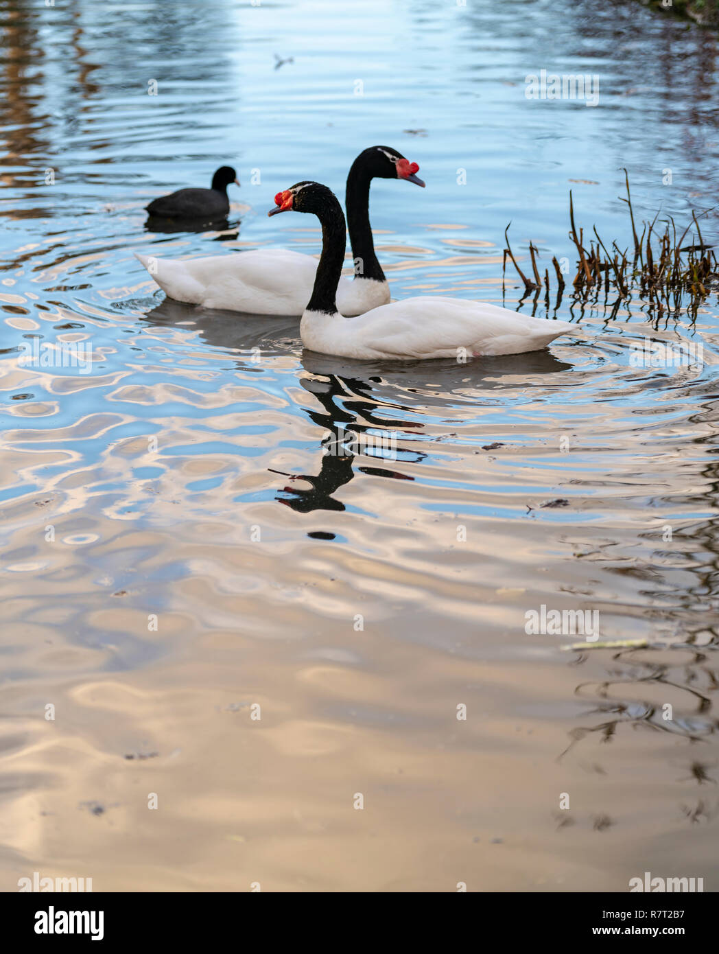 Black necked swans at Slimbridge Wildfowl and Wetlands Reserve in ...