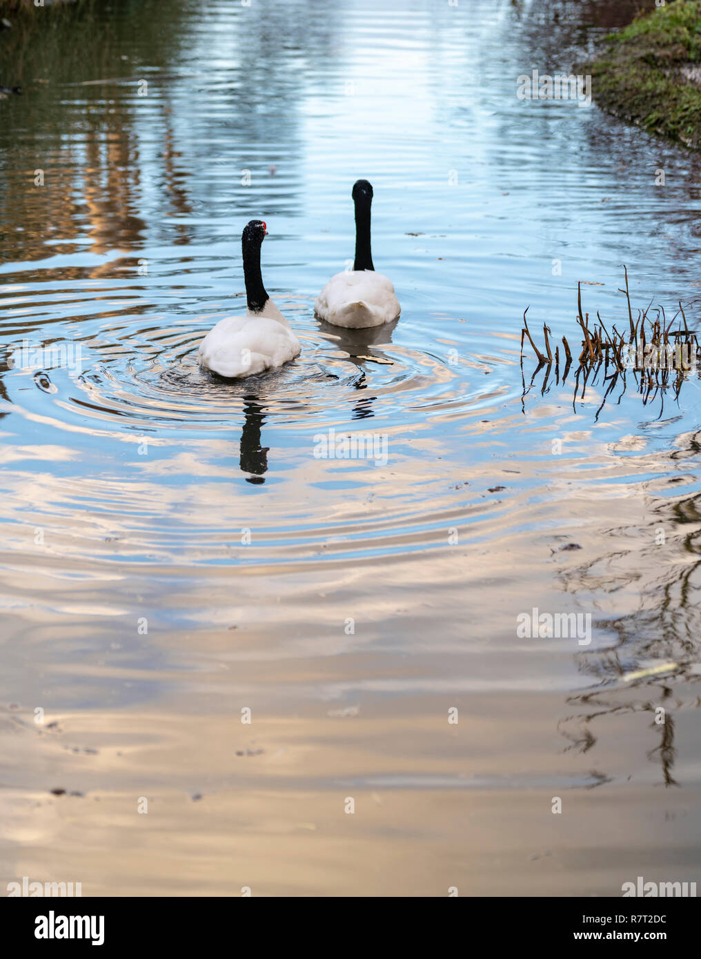 Black necked swans at Slimbridge Wildfowl and Wetlands Reserve in ...