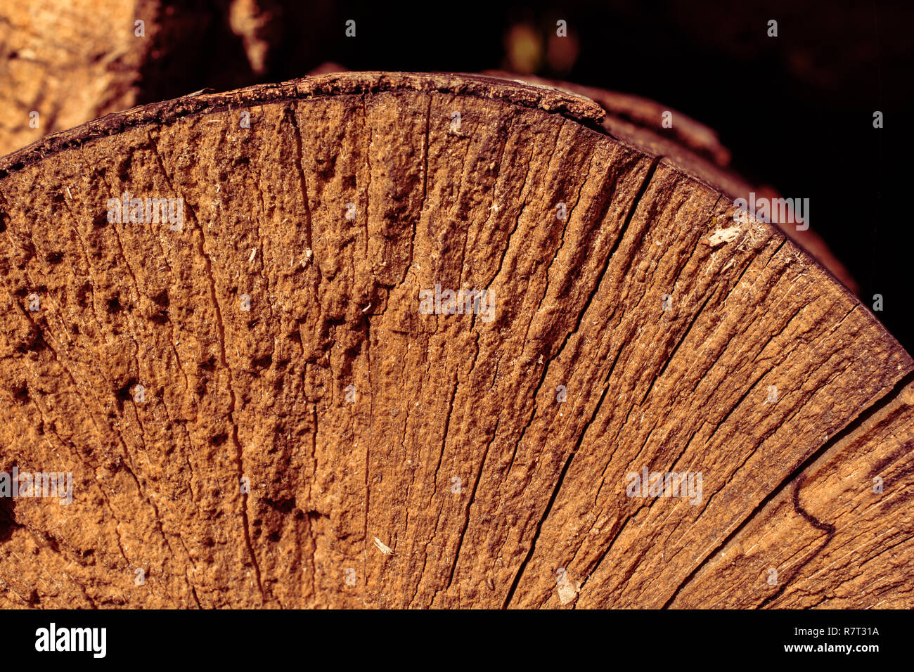 Cut tree stump surface as a background texture Stock Photo - Alamy