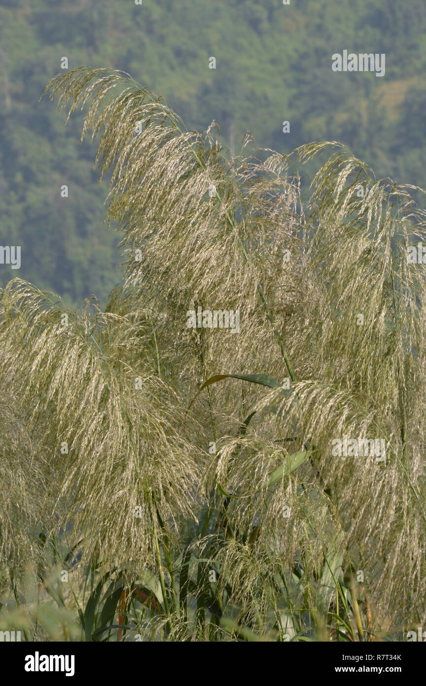 Thysanolaena latifolia or Asian Broom Grass at Bindu road in Darjeeling ...