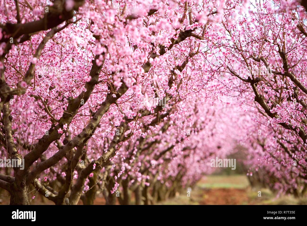 France, Var, Les Arcs, Fruit trees Stock Photo - Alamy