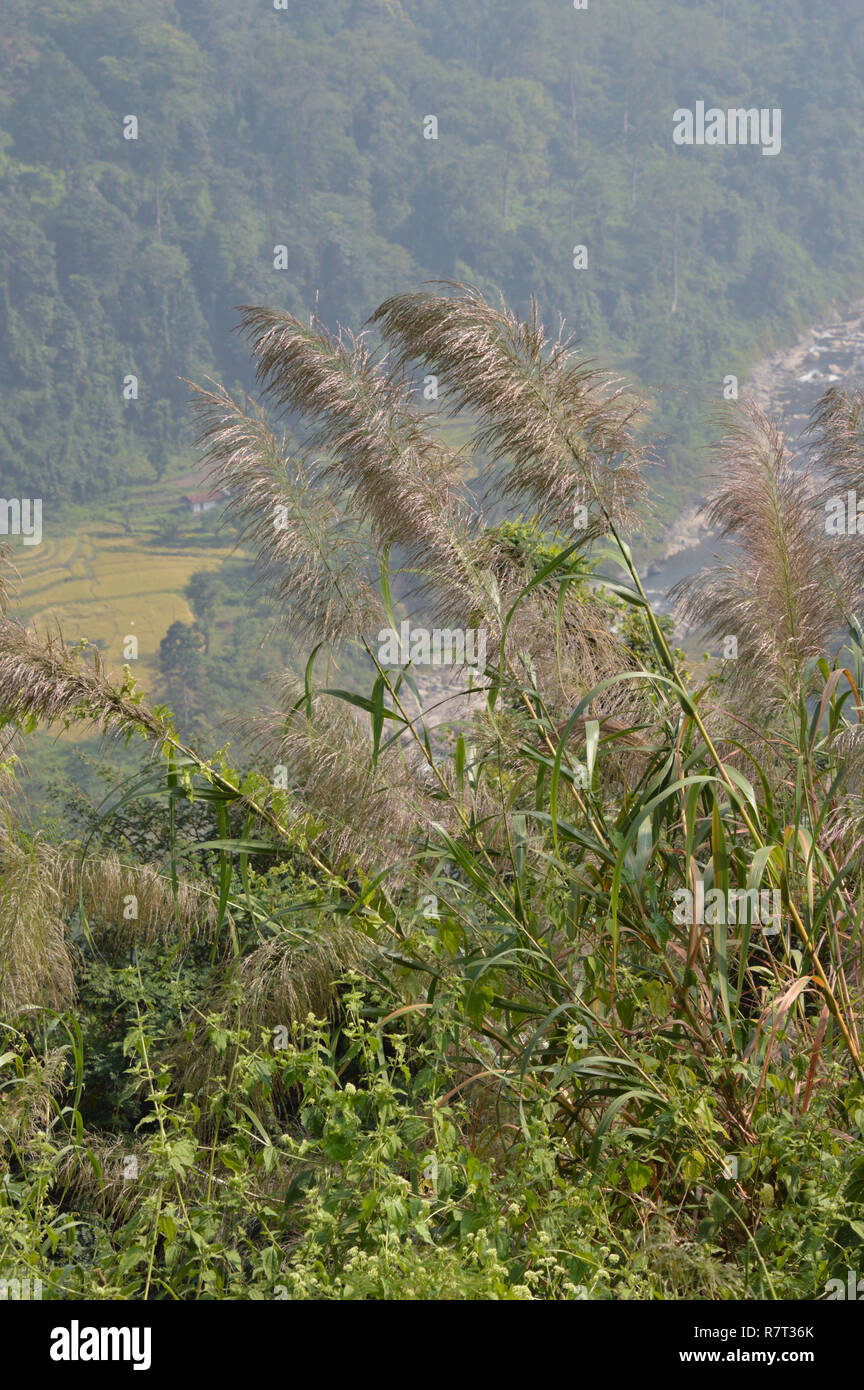 Thysanolaena latifolia or Asian Broom Grass at Bindu road in Darjeeling ...
