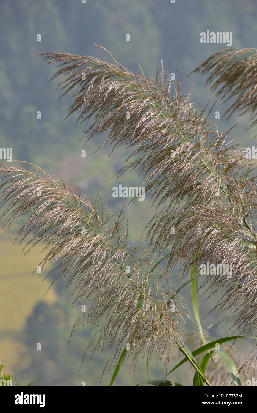 Thysanolaena hi-res stock photography and images - Alamy