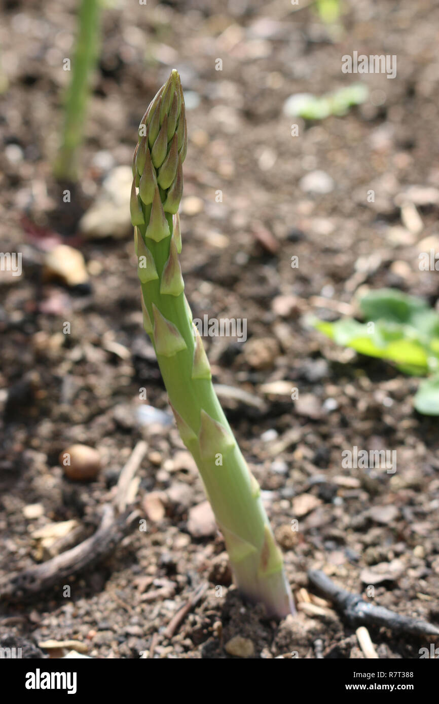 Single Asparagus