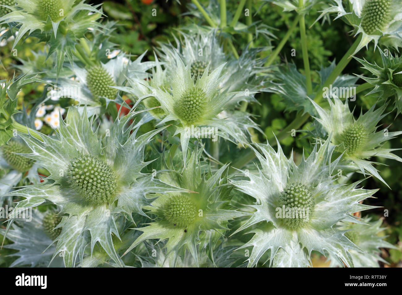 Ornamental sea holly, Eryngium, species in flower with silver grey ...