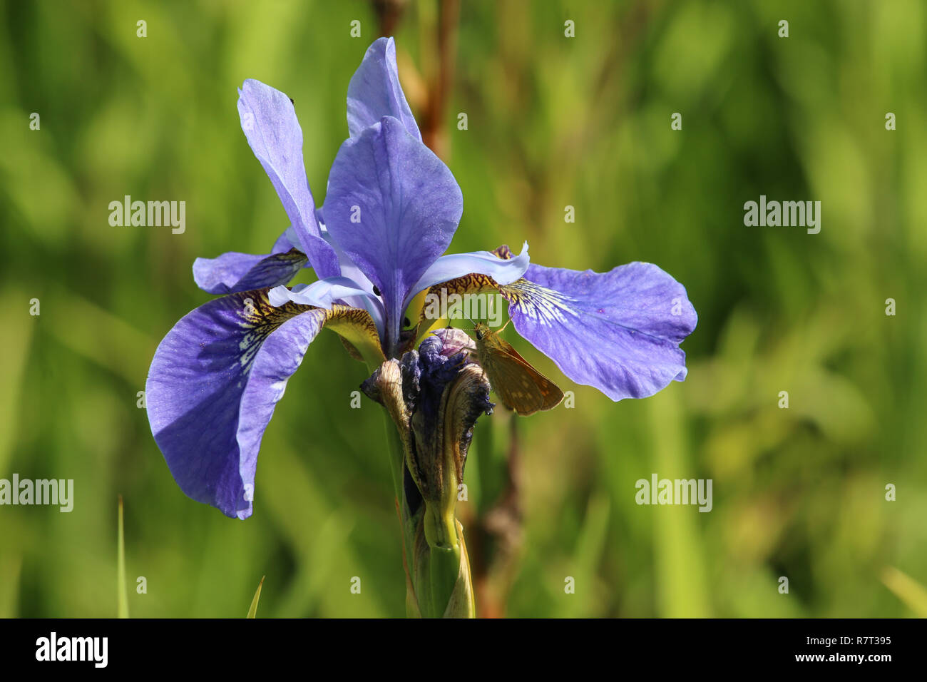 Purple iris flower with large skipper butterfly (Ochlodes sylvanus ...