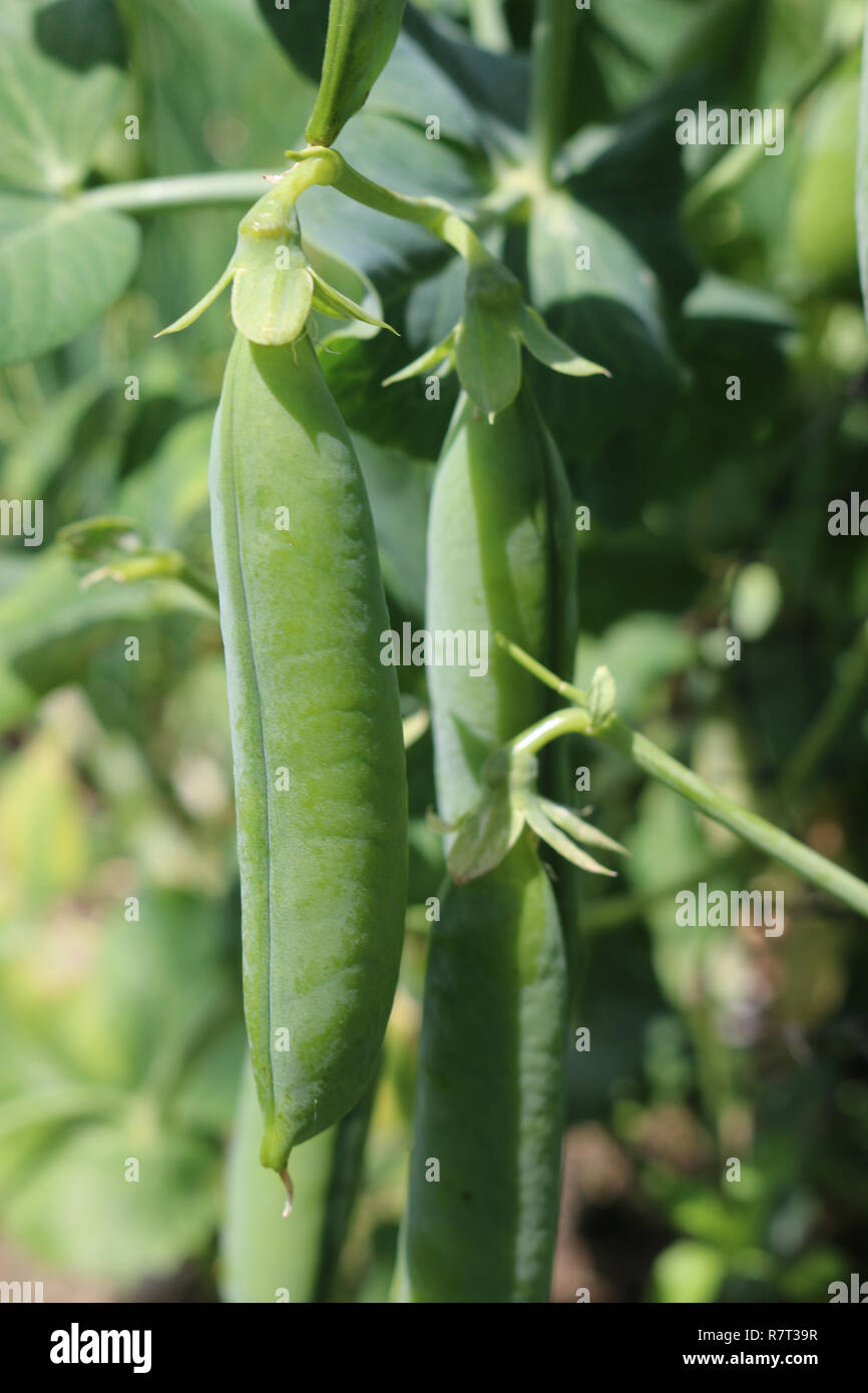 Ripe garden pea (Pisum sativum) pods hanging down from a vine with a ...