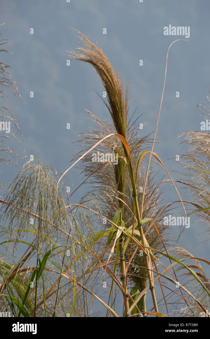 Thysanolaena latifolia hi-res stock photography and images - Alamy