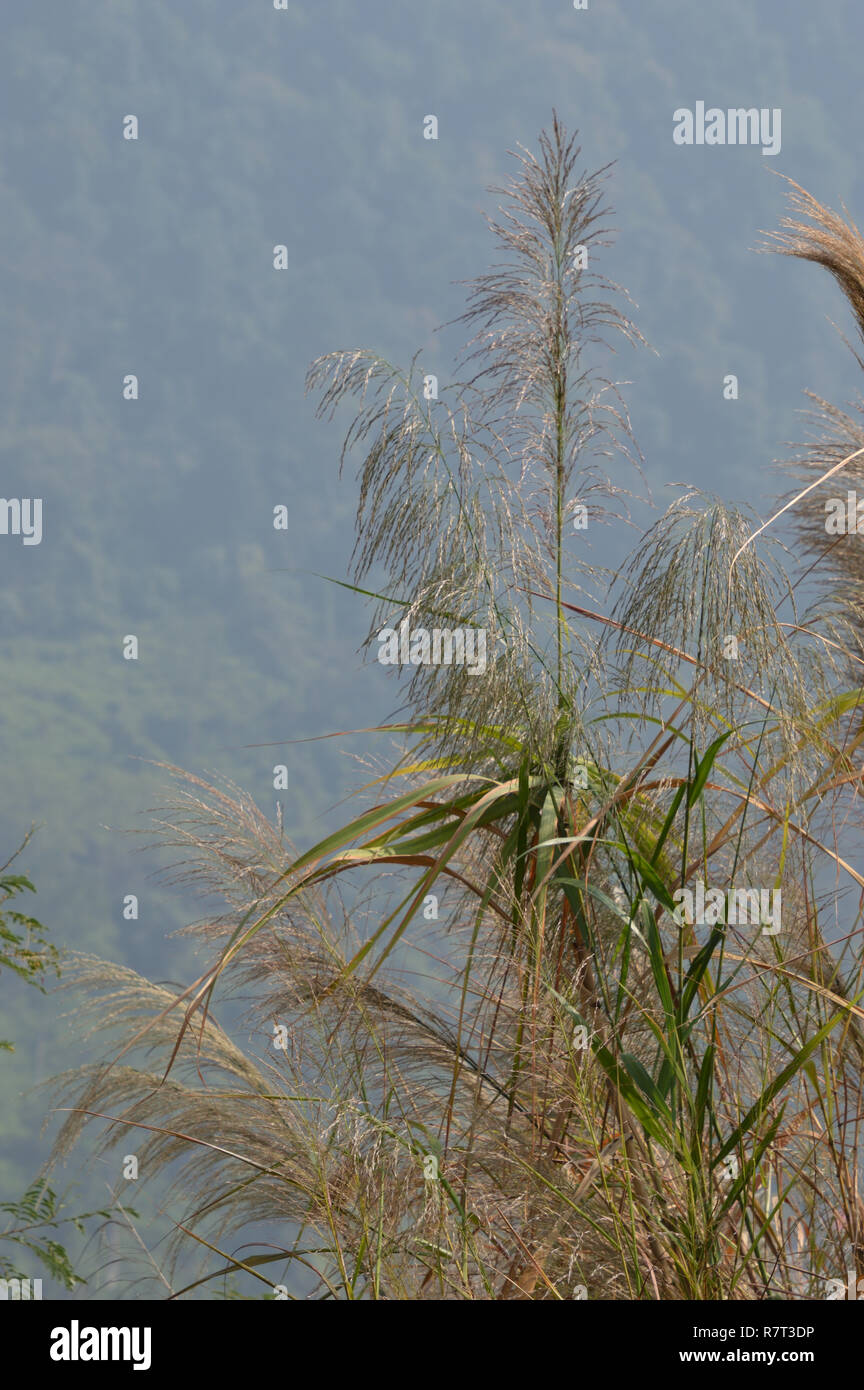 Thysanolaena latifolia or Asian Broom Grass at Bindu road in Darjeeling ...