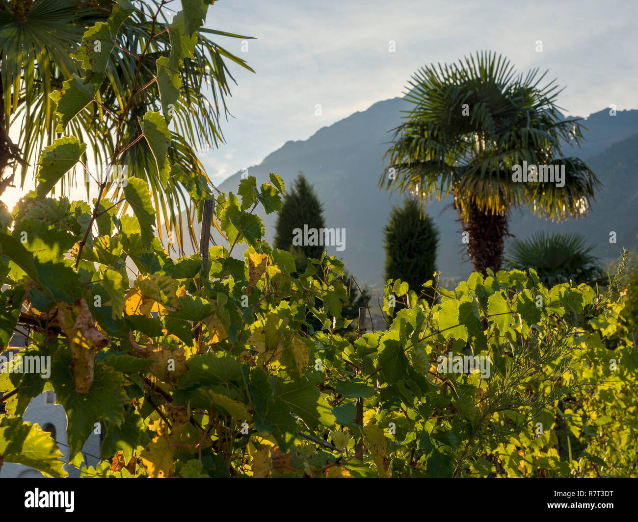 Italien restaurant garden hi-res stock photography and images - Alamy