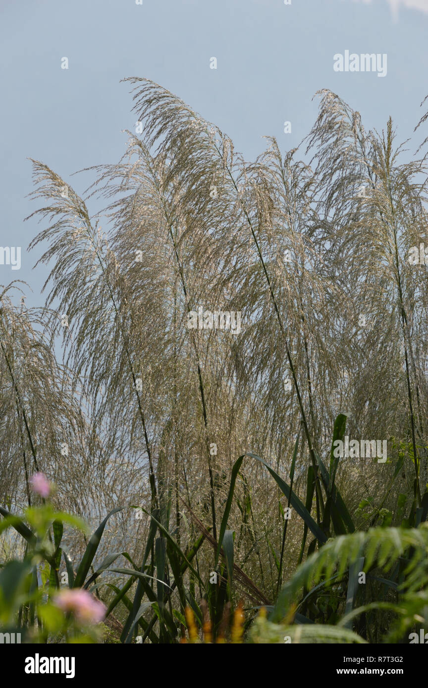 Asian broom grass hi-res stock photography and images - Alamy