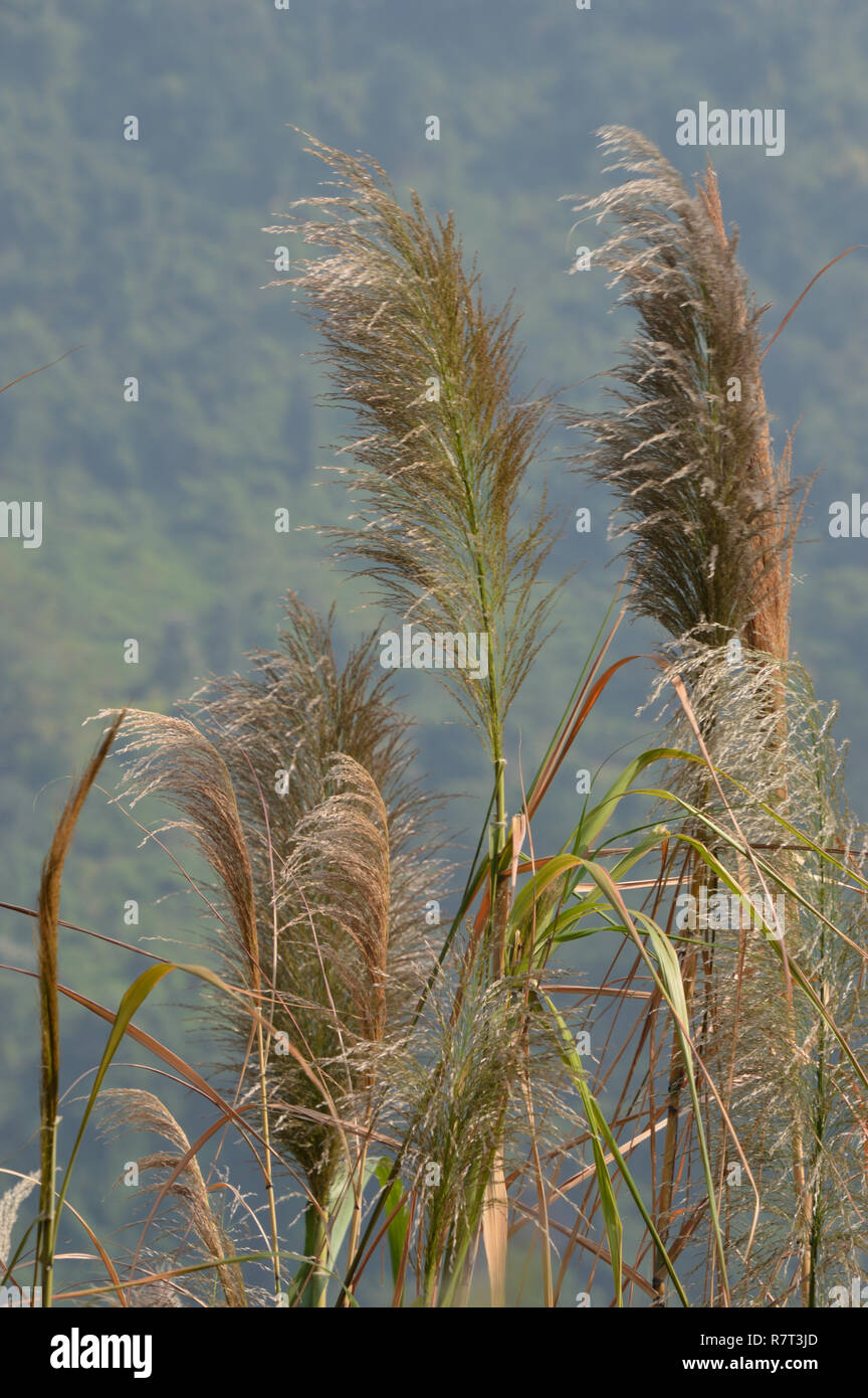 Thysanolaena latifolia or Asian Broom Grass at Bindu road in Darjeeling ...