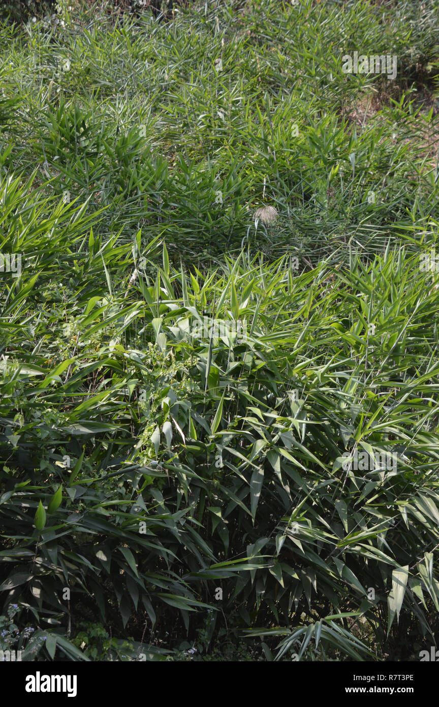 Thysanolaena latifolia or Asian Broom Grass clumps at Bindu road in ...