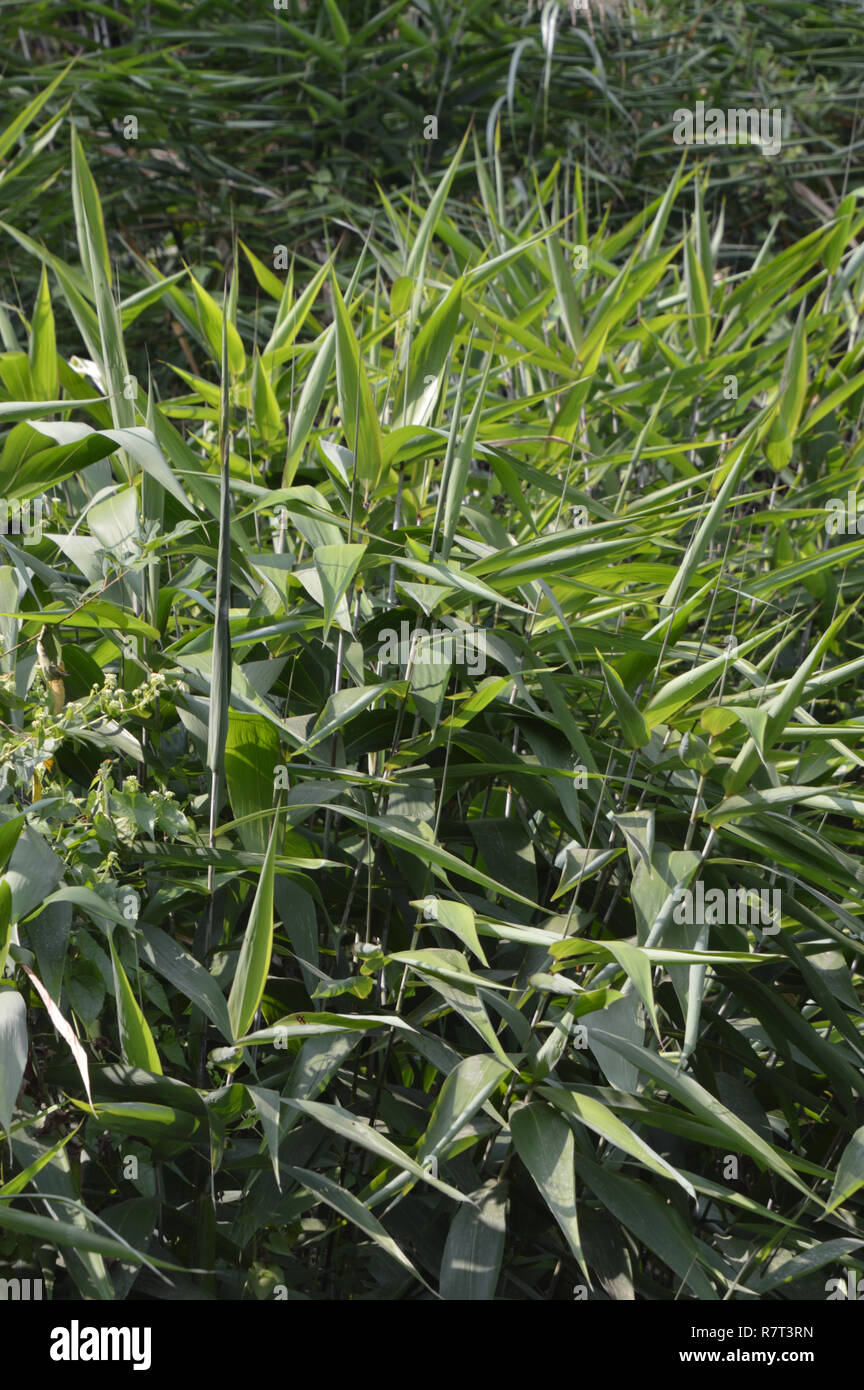Thysanolaena latifolia or Asian Broom Grass clumps at Bindu road in ...