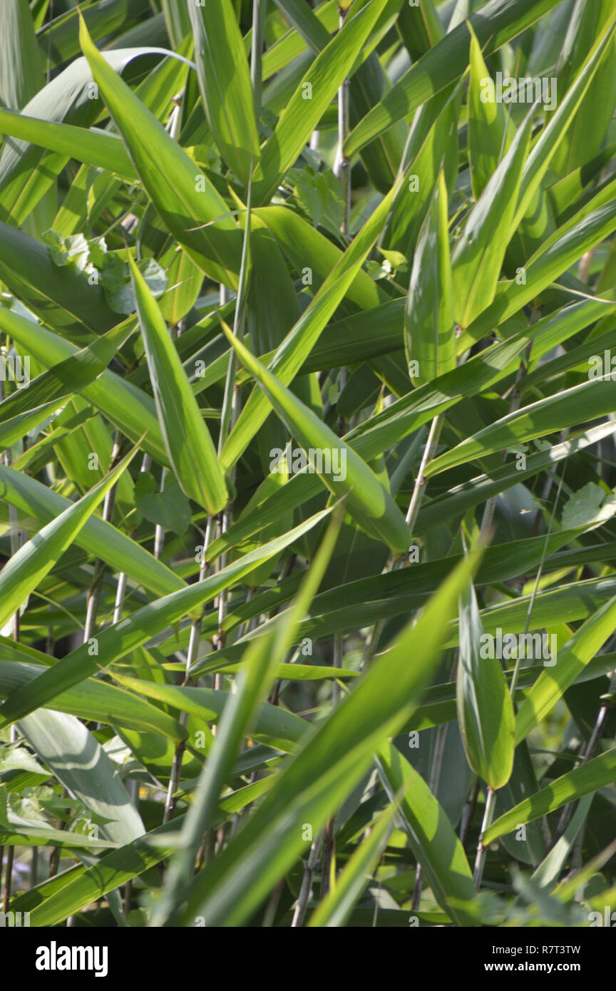 Thysanolaena latifolia hi-res stock photography and images - Alamy