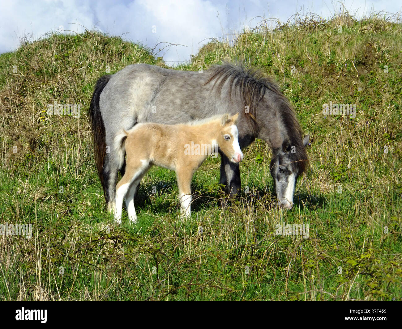 Pony (Equus ferus caballus) New born foal with mare Pembrokeshire coast ...