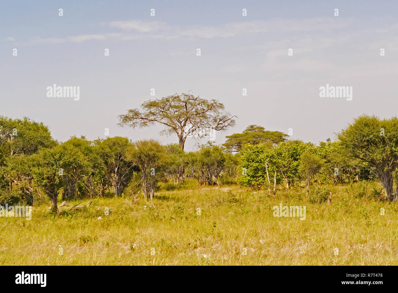 Botswana nata hi-res stock photography and images - Alamy