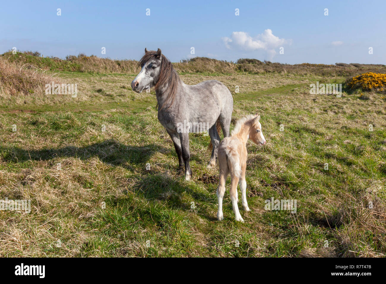 Pony (Equus ferus caballus) New born foal with mare Pembrokeshire coast ...