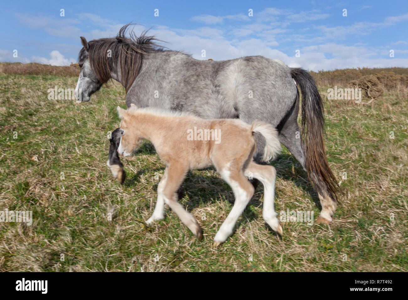 Pony (Equus ferus caballus) New born foal with mare Pembrokeshire coast ...