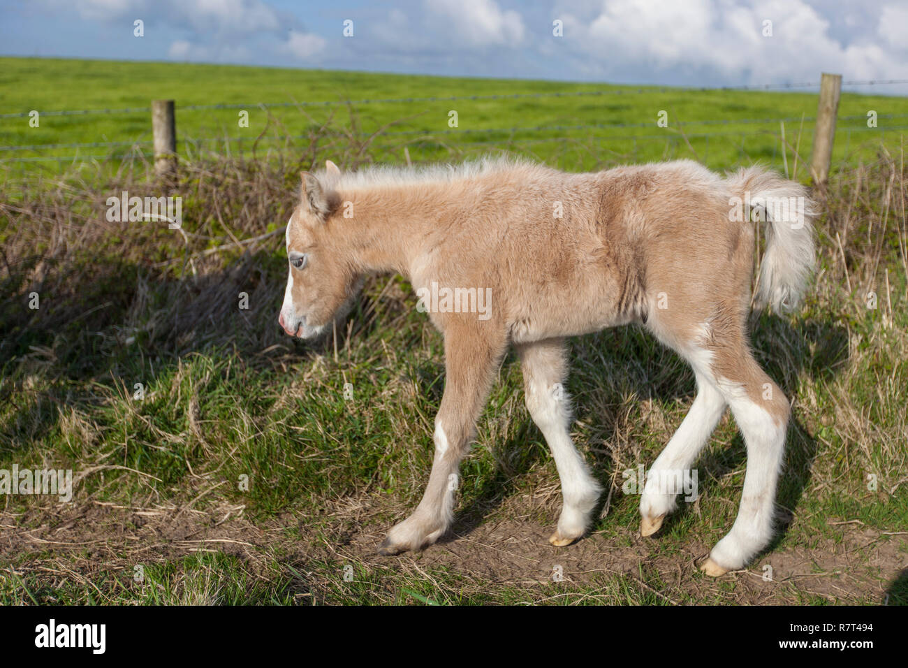 Pony (Equus ferus caballus) New born foal with mare Pembrokeshire coast ...