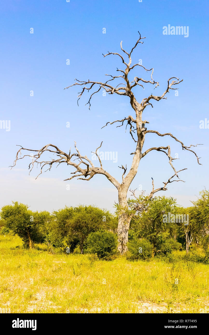 Landscape and trees in Botswana near Nata Stock Photo - Alamy