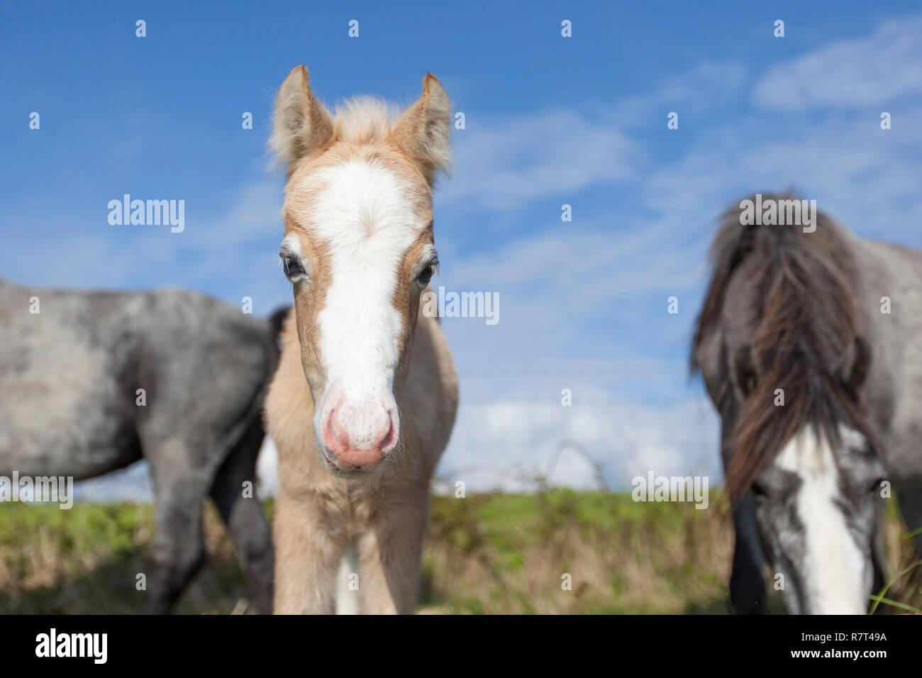 Pony (Equus ferus caballus) New born foal with mare Pembrokeshire coast ...