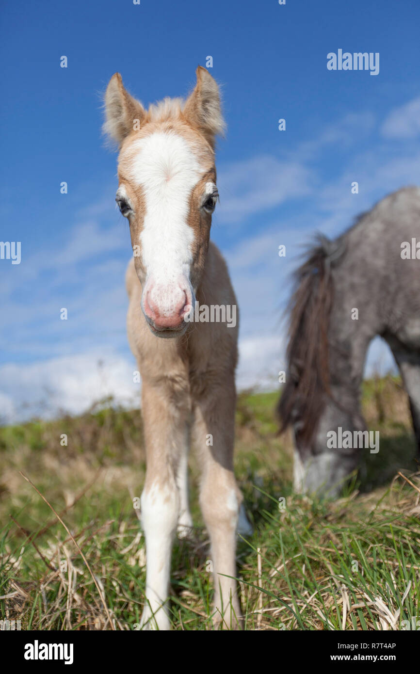 Pony (Equus ferus caballus) New born foal with mare Pembrokeshire coast ...