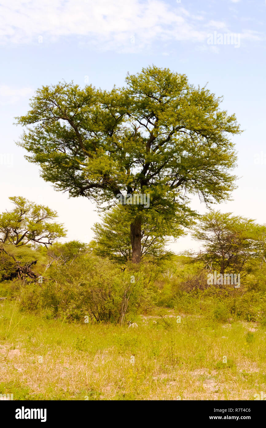 Landscape and trees in Botswana near Nata Stock Photo - Alamy