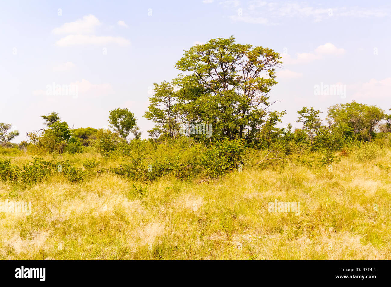 Landscape and trees in Botswana near Nata Stock Photo - Alamy
