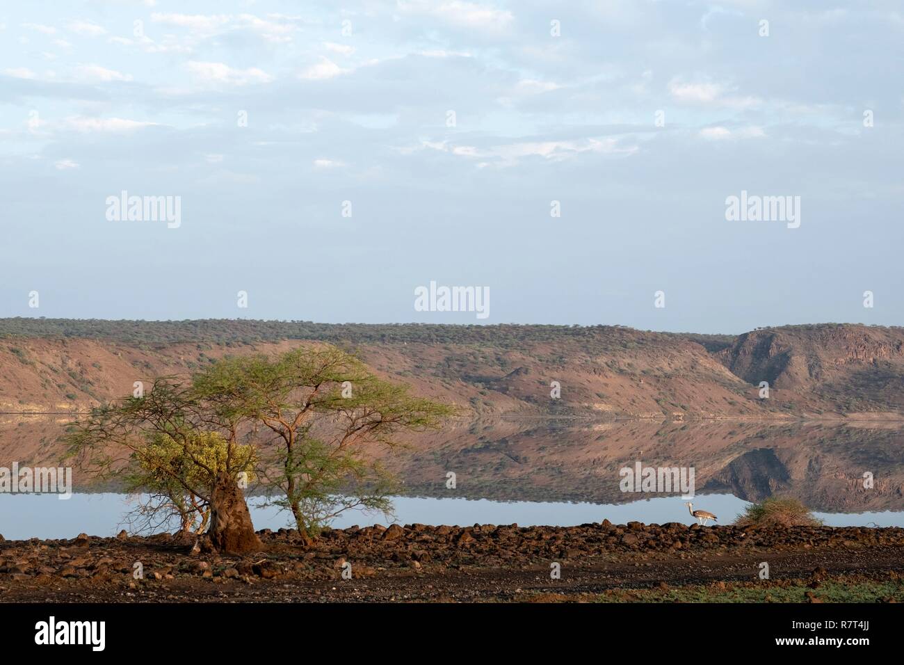 Kenya, Magadi lake, little Magadi, kori bustard Stock Photo - Alamy