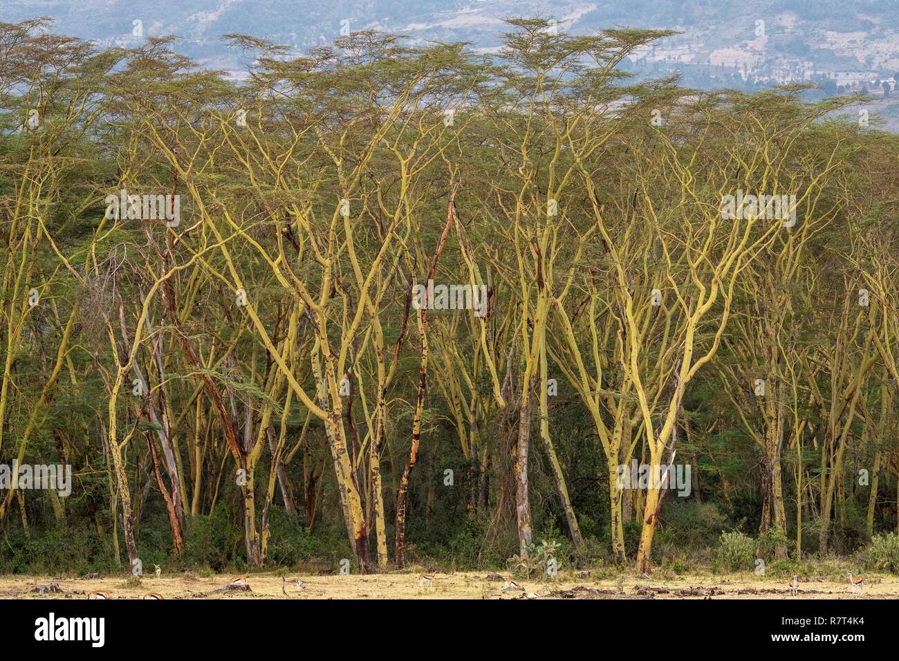 Africa fever hi-res stock photography and images - Alamy