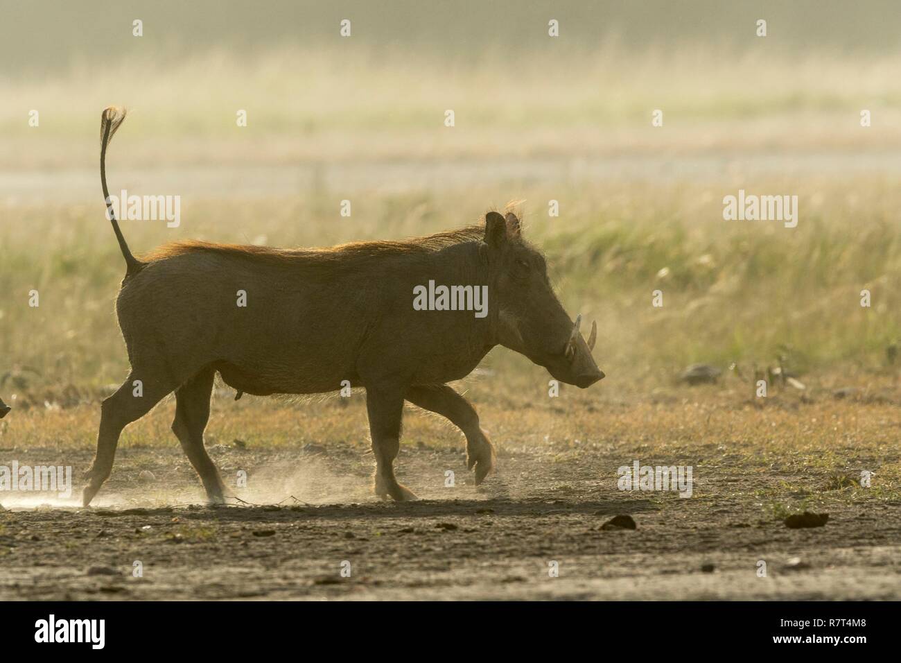 Warthog predator hi-res stock photography and images - Alamy