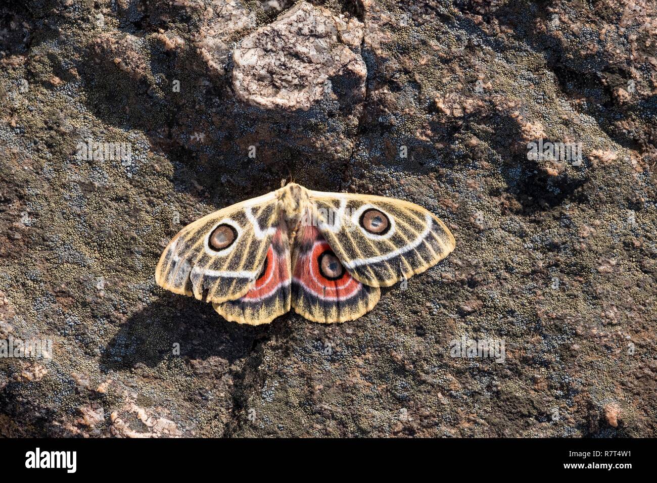 Kenya, Masai-Mara Game Reserve, moth (Saturnia sp Stock Photo - Alamy