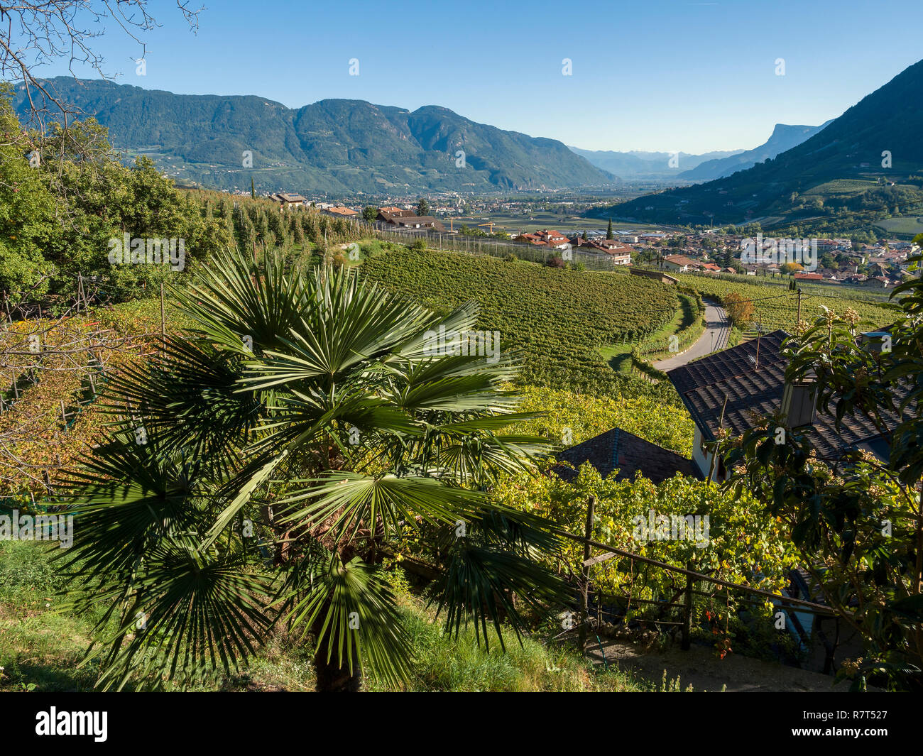 palm trees at hiking trail Algunder Waalweg, Lagundo village near ...