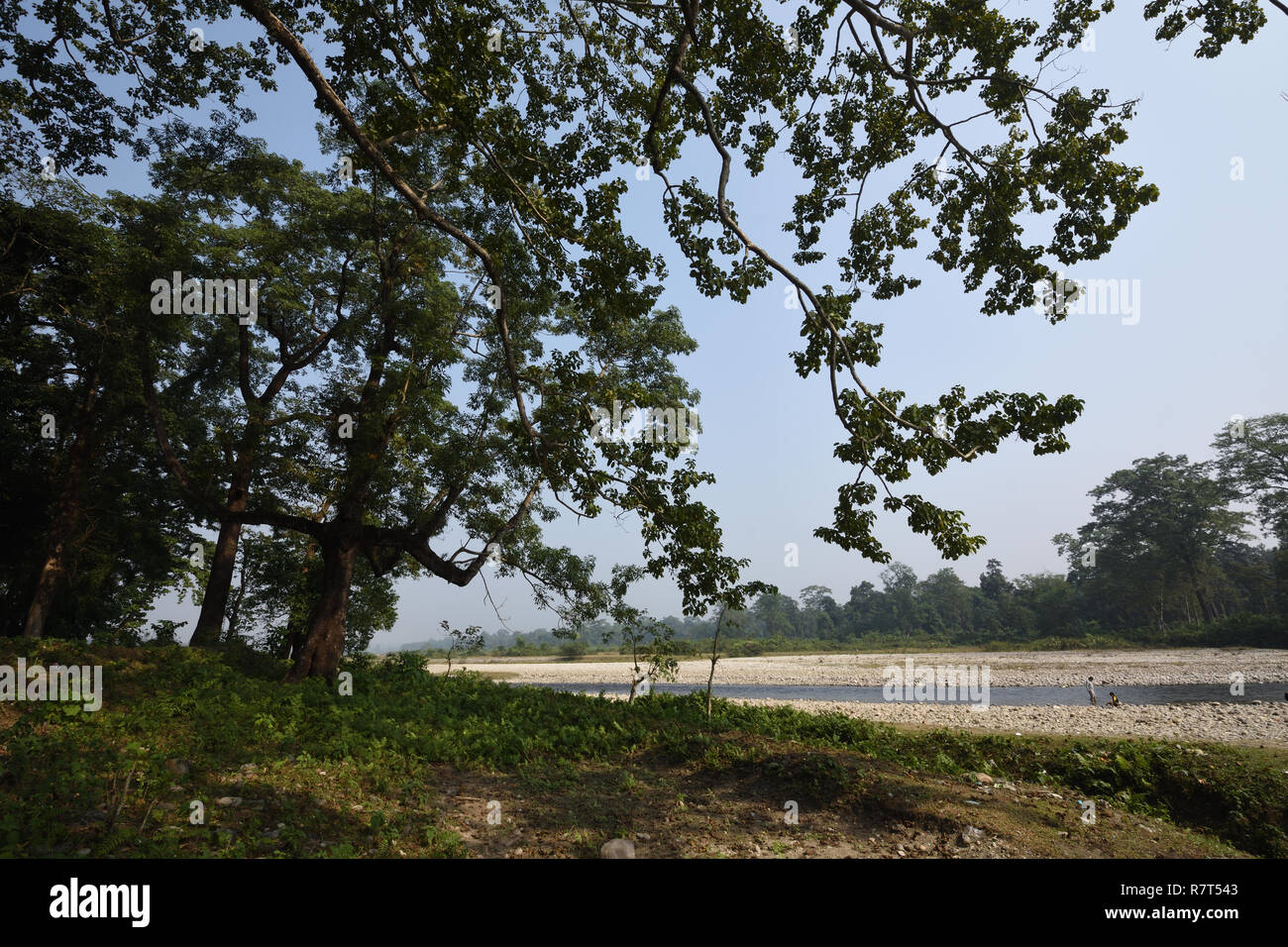 The gorumara national park hi-res stock photography and images - Alamy