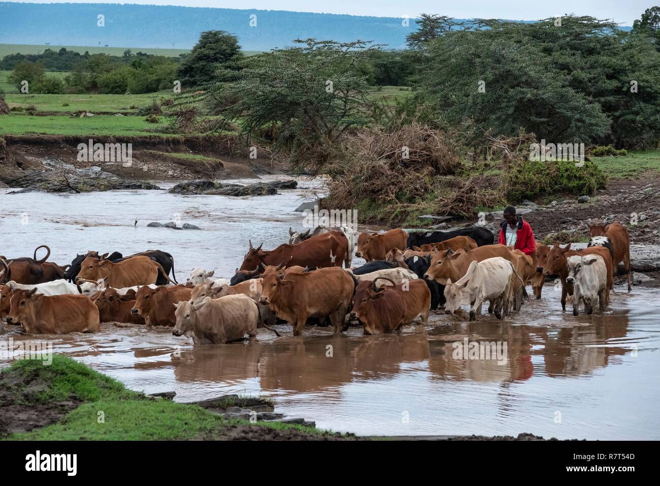 Cattle crossing river hi-res stock photography and images - Alamy