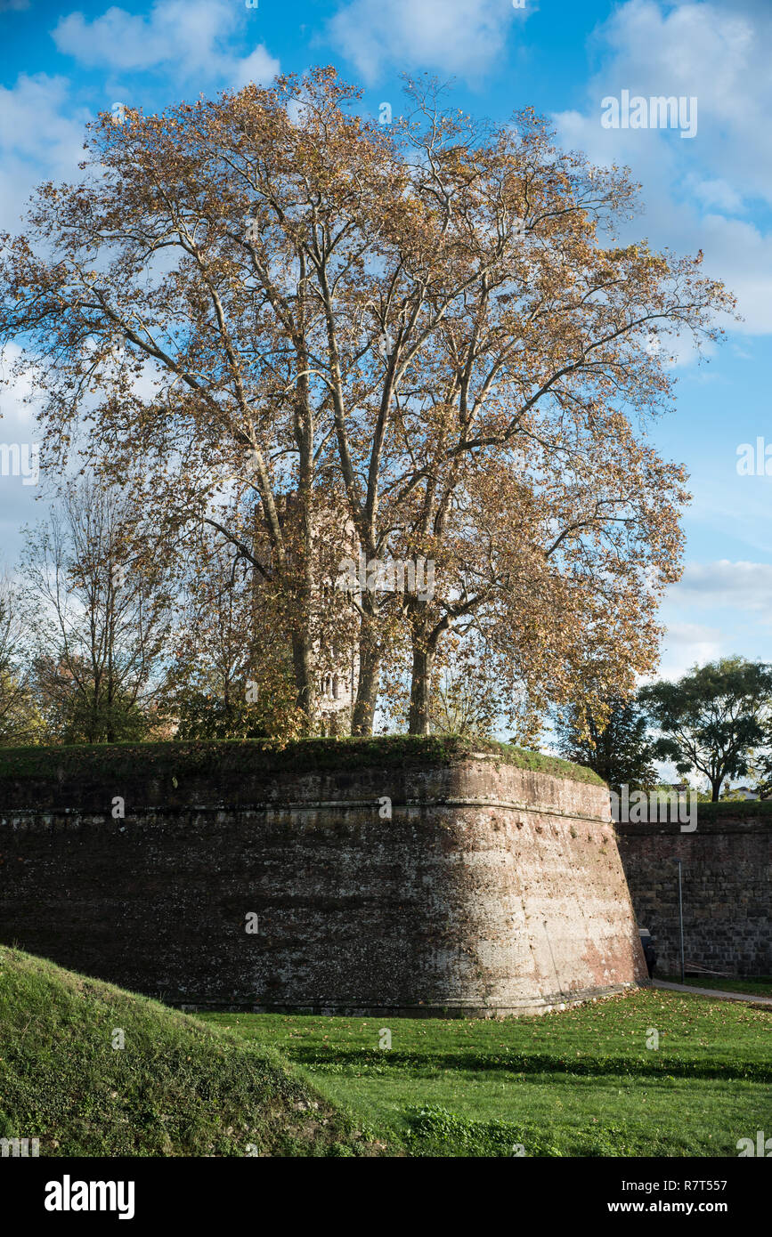 Lucca. The impressive ancient city walls Stock Photo - Alamy