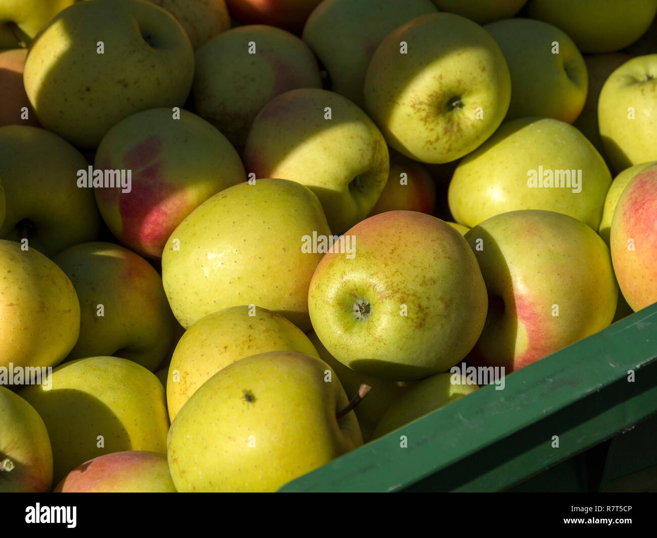 Alto adige italy bolzano apple hi-res stock photography and images - Alamy