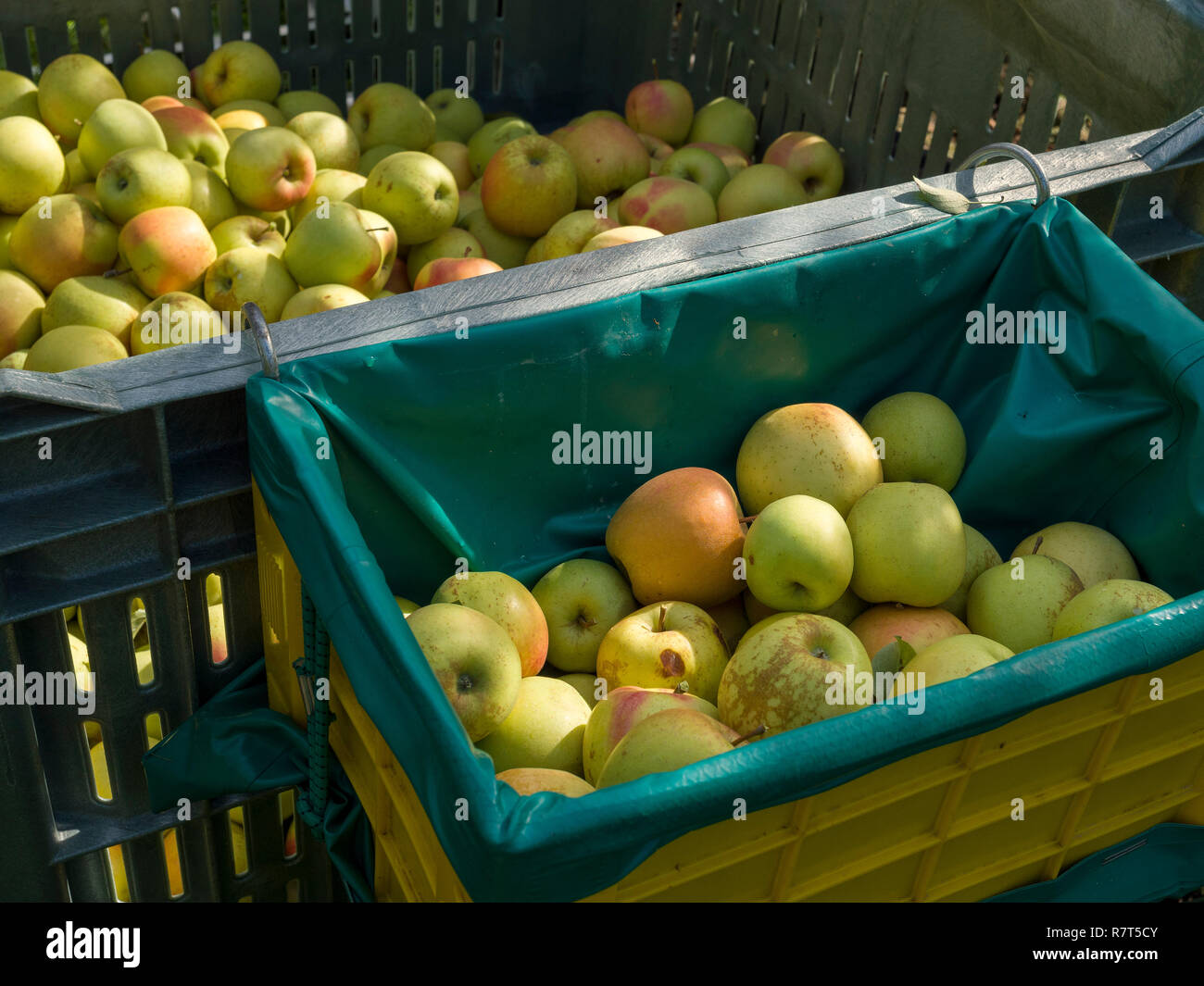 apple cultivation, Lagundo near Merano, Region South Tyrol-Bolzano ...