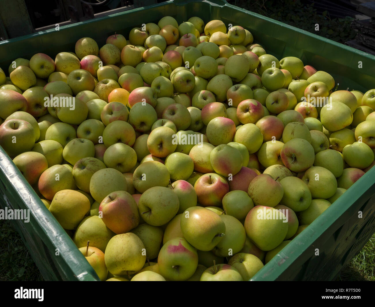 Alto adige italy bolzano apple hi-res stock photography and images - Alamy