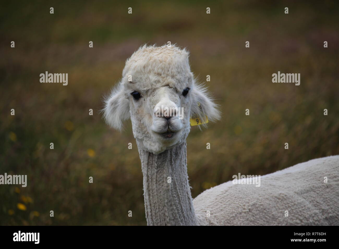 Spitting Llama High Resolution Stock Photography and Images - Alamy